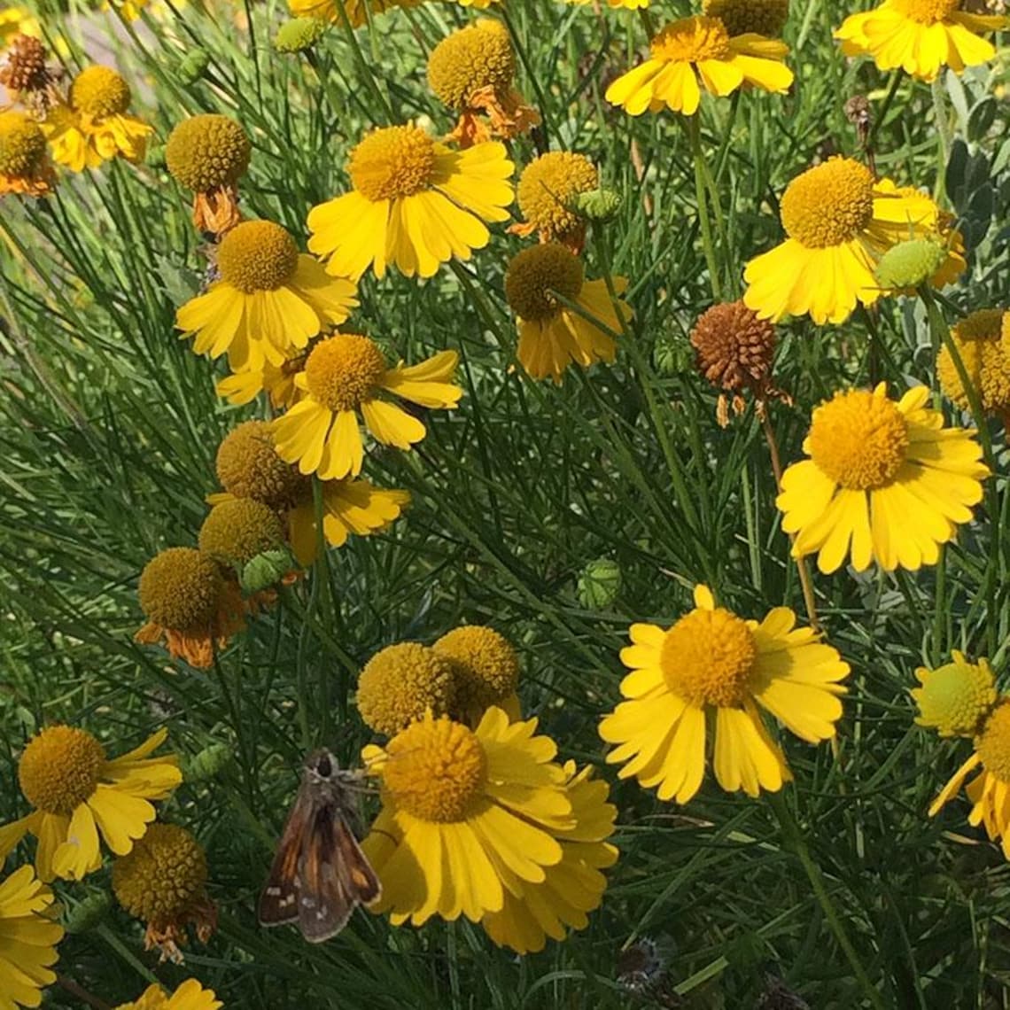 Helenium Amarum Seeds 500+ Dwarf Flower YELLOW SNEEZEWEED Medicinal - Etsy