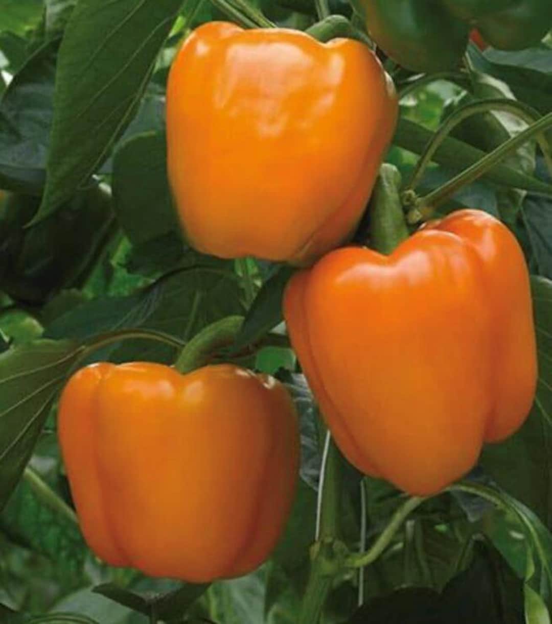 Coral Bell Orange Sweet Pepper Seeds 30+ NON-GMO Vegetable Garden USA ...