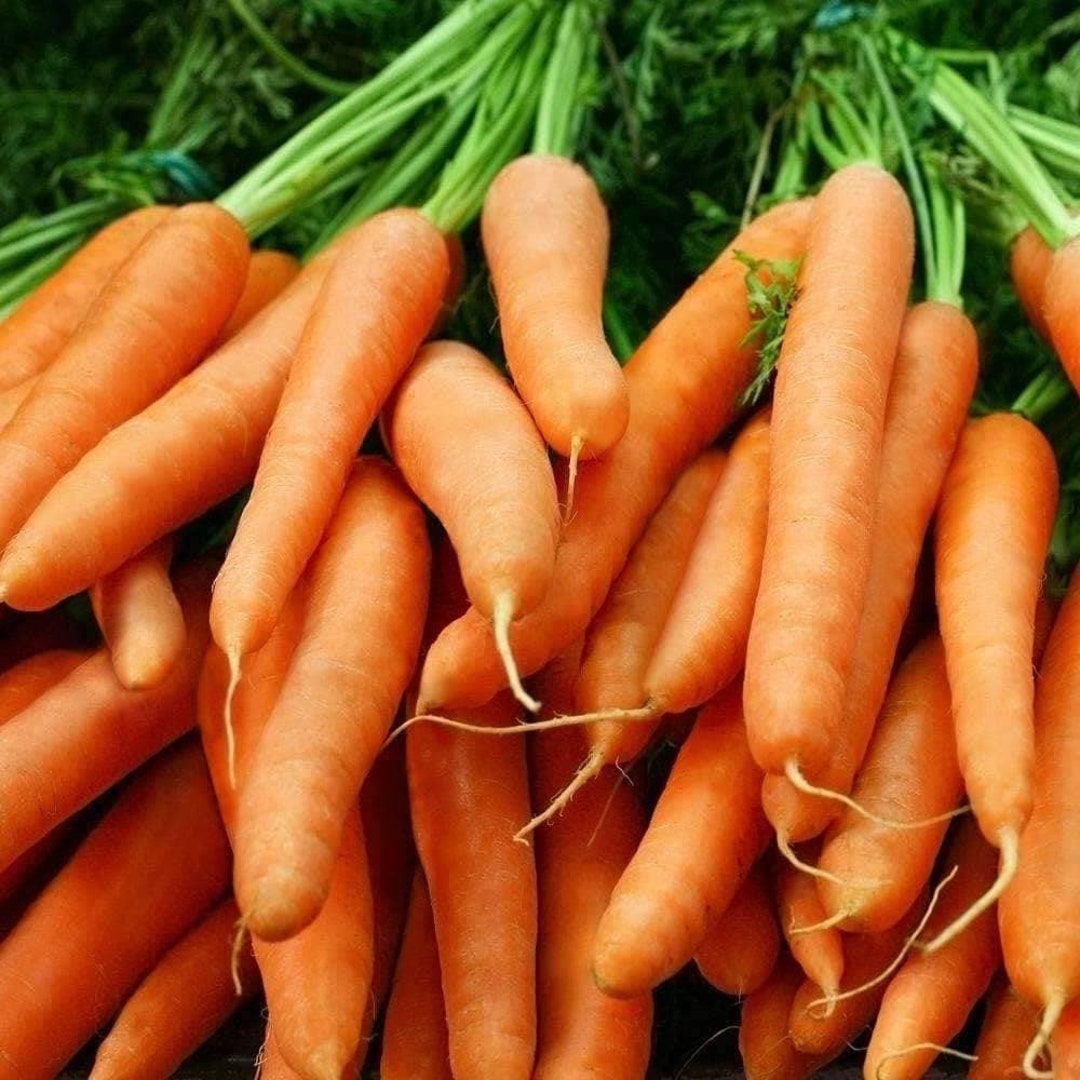 Little Finger Carrot Seeds 1000+ Vegetable Garden HEIRLOOM NON-GMO - Etsy