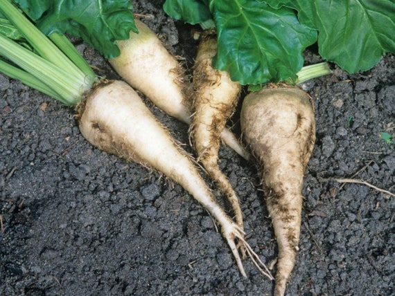 Sugar Beet Seeds 100 Ct Vegetable Garden Heirloom NON-GMO | Etsy