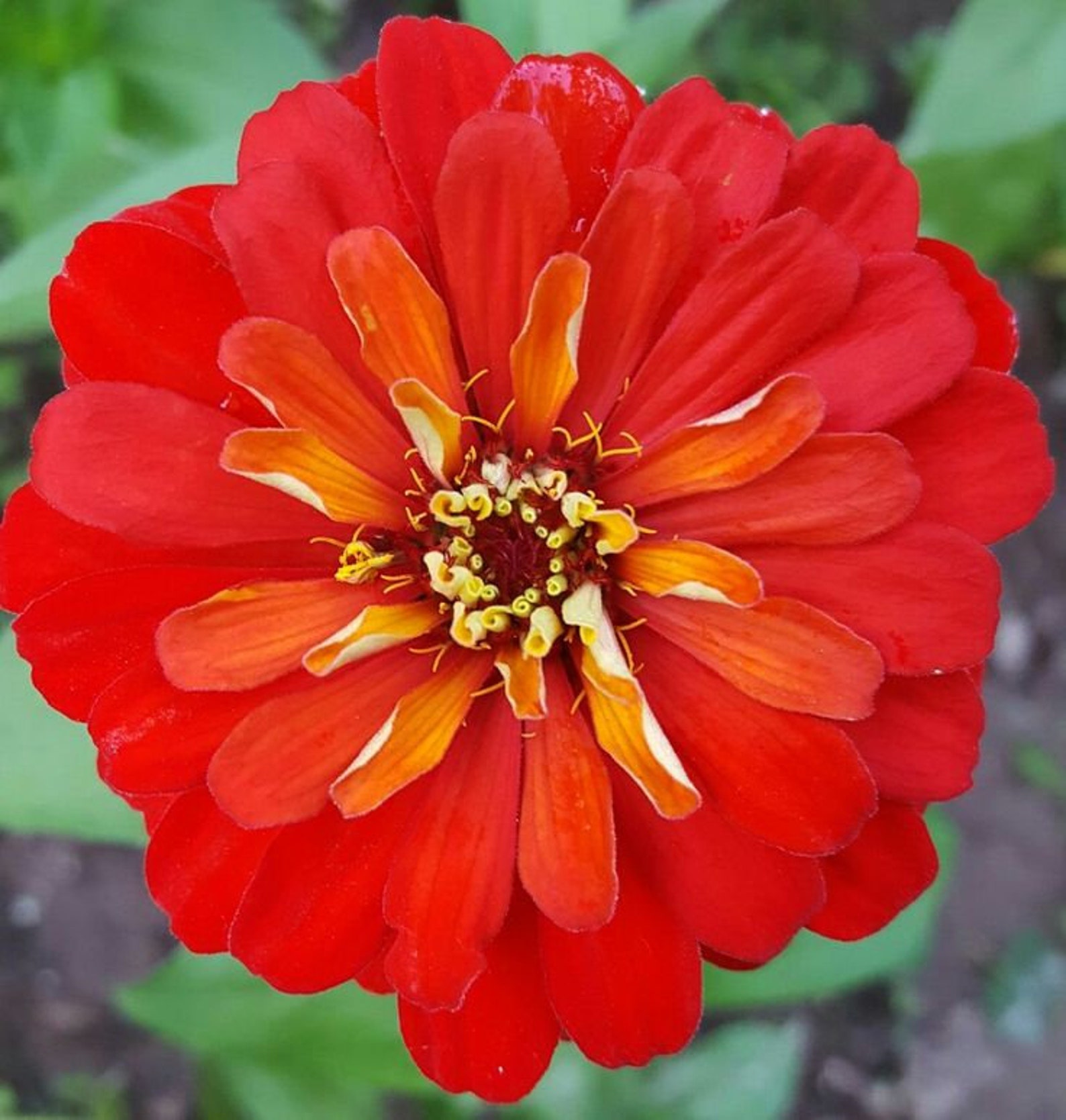 Scarlet Flame Red Zinnia Seeds 100+ Flower Elegans USA - Etsy