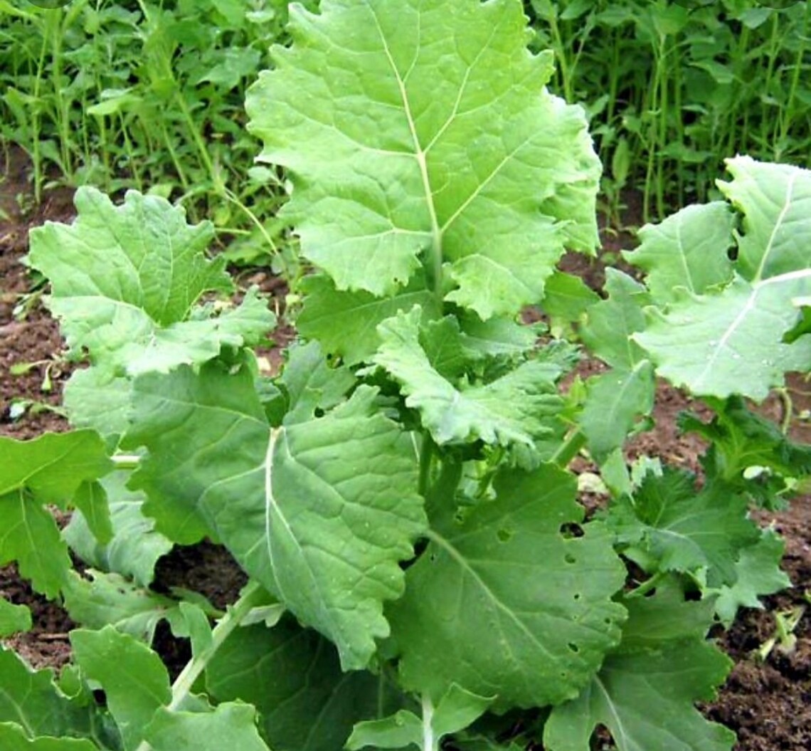 Kale Dwarf Siberian 300+ Seeds Vegetable Garden NON-GMO USA - Etsy