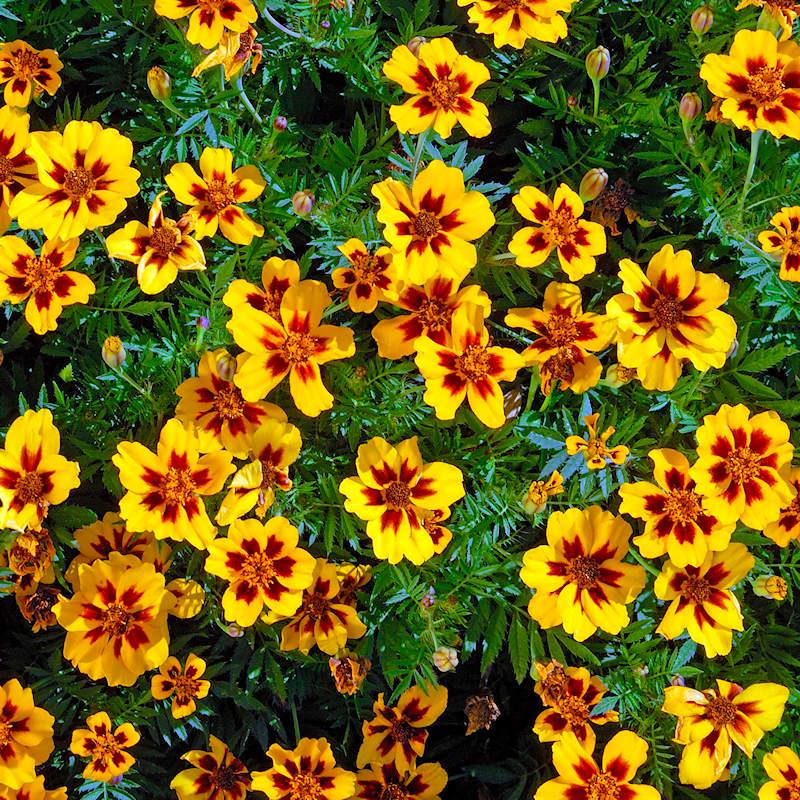 Dainty Marietta Marigold Seeds 100+ DWARF French Flower Tagetes Patula ...