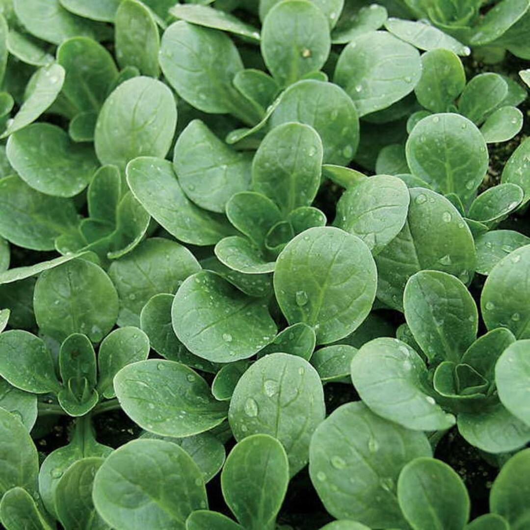 Dutch Corn Salad Seeds 500 Broad Leaved Mache Greens Vegetable Garden ...