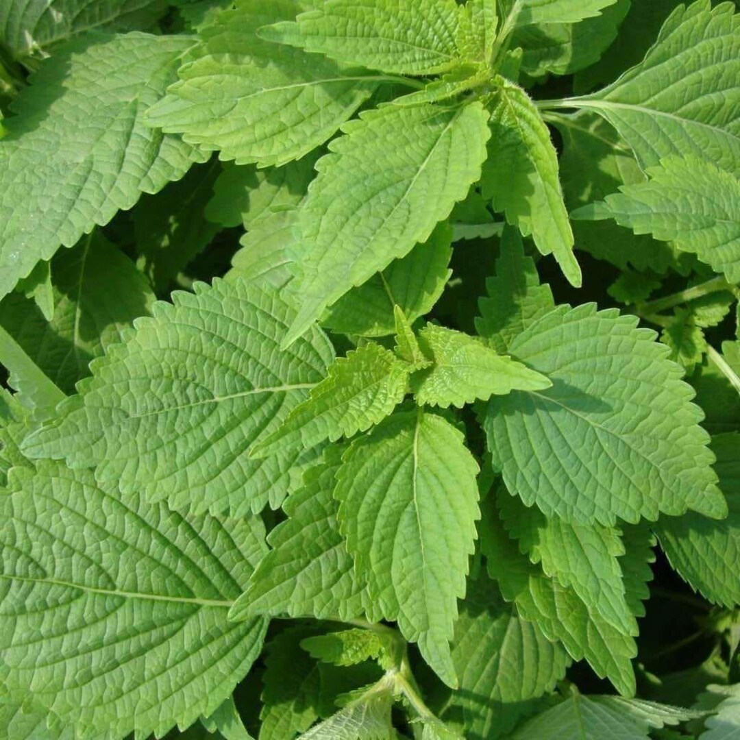 Green Shiso Seeds 50+ Perilla Herb Asian Mint Cuisine Annual USA - Etsy