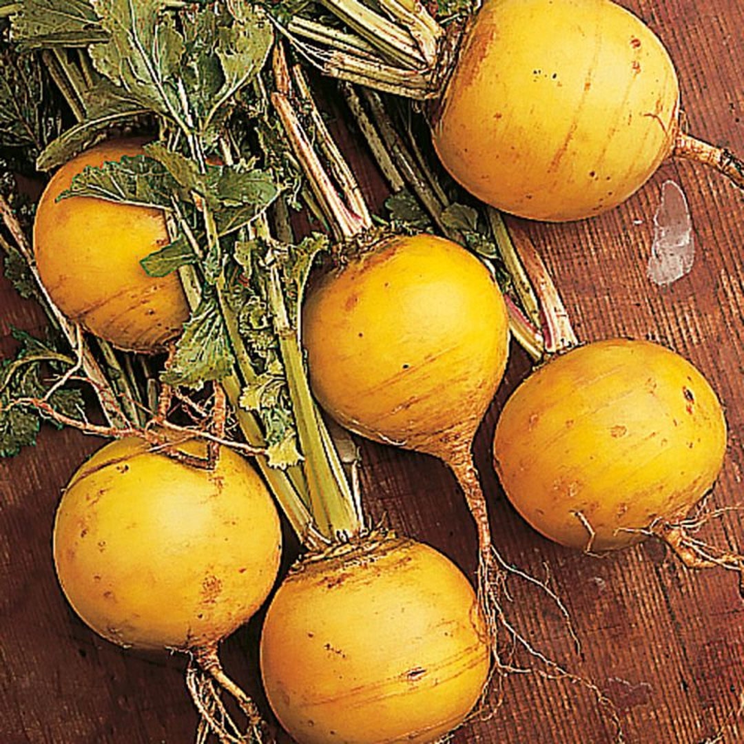 Golden Ball Turnip Seeds 500+ Vegetable Garden Heirloom NON-GMO - Etsy