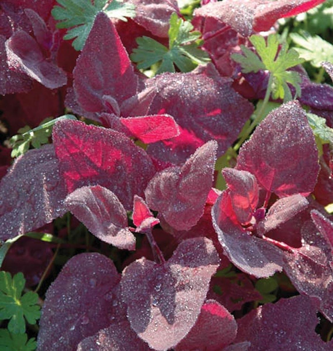 Red Fire Orach Seeds 100+ French Mountain Spinach Vegetable NON-GMO USA ...