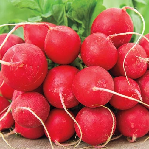 German Giant Radish Seeds 200 Ct Vegetable Garden Heirloom NON-GMO - Etsy