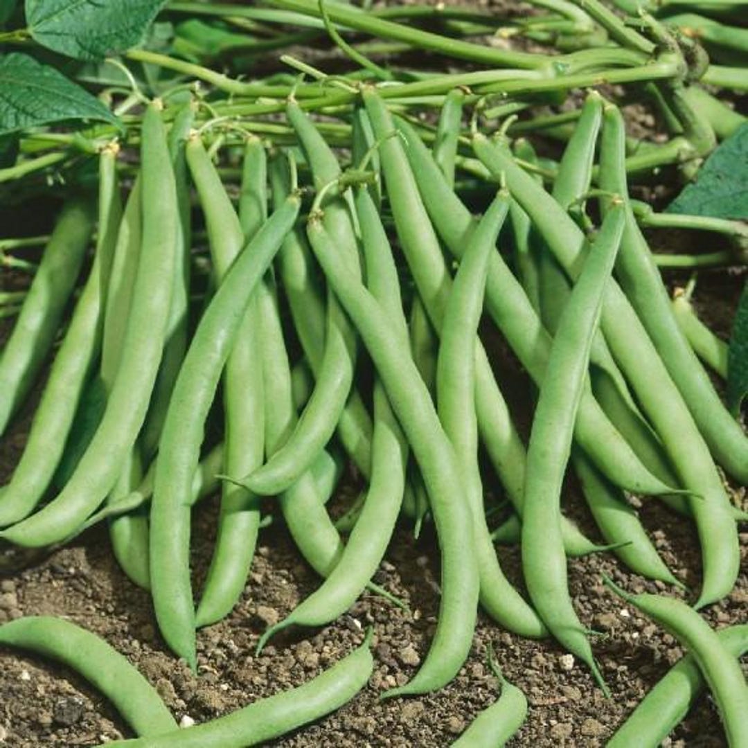 Contender Bean Seeds 40 Ct Bush Green Stringless Vegetable Garden NON ...