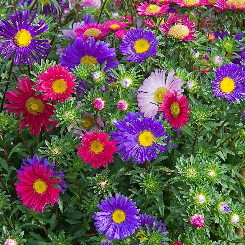 Aster Single China Mix Seeds 200+ Flower Mixed Colors USA - Etsy