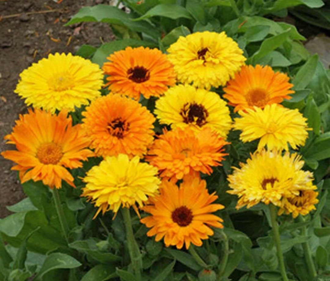 Calendula Seeds Pacific Beauty Mix 100 Ct Flower ANNUAL USA Seller - Etsy