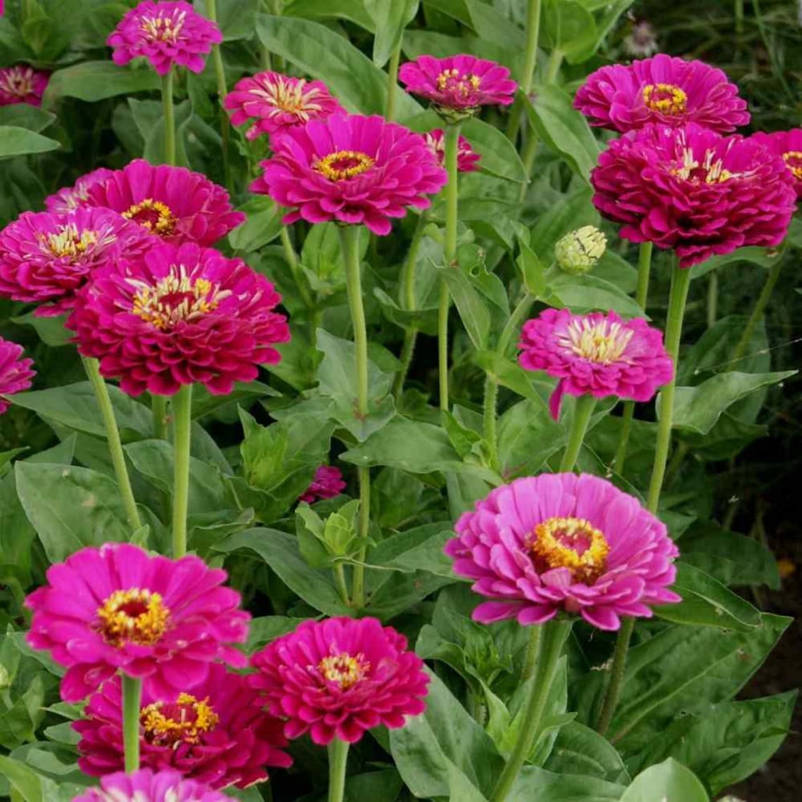 Purple Prince Zinnia Seeds 100+ Purple Flower Zinnia Elegans USA - Etsy