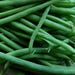 Jade Bean Seeds 50 Ct Green Bush Pod Vegetable Garden HEIRLOOM USA - Etsy