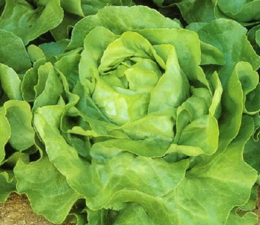 White Boston Lettuce Seeds 600+ Lactuca Sativa Butterhead NON-GMO USA ...