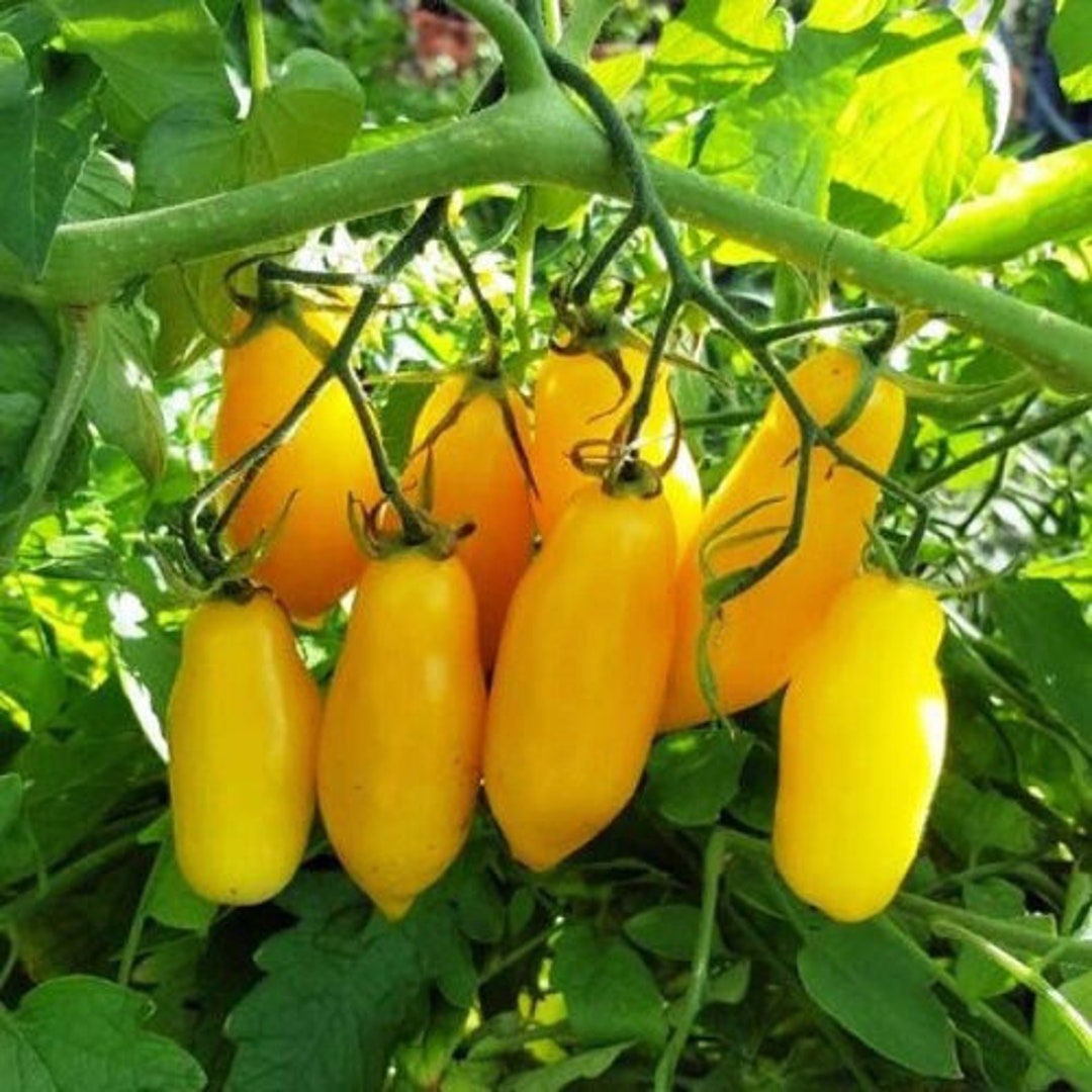 Banana Legs Yellow Tomato Seeds 50 Ct Vegetable HEIRLOOM NON-GMO - Etsy