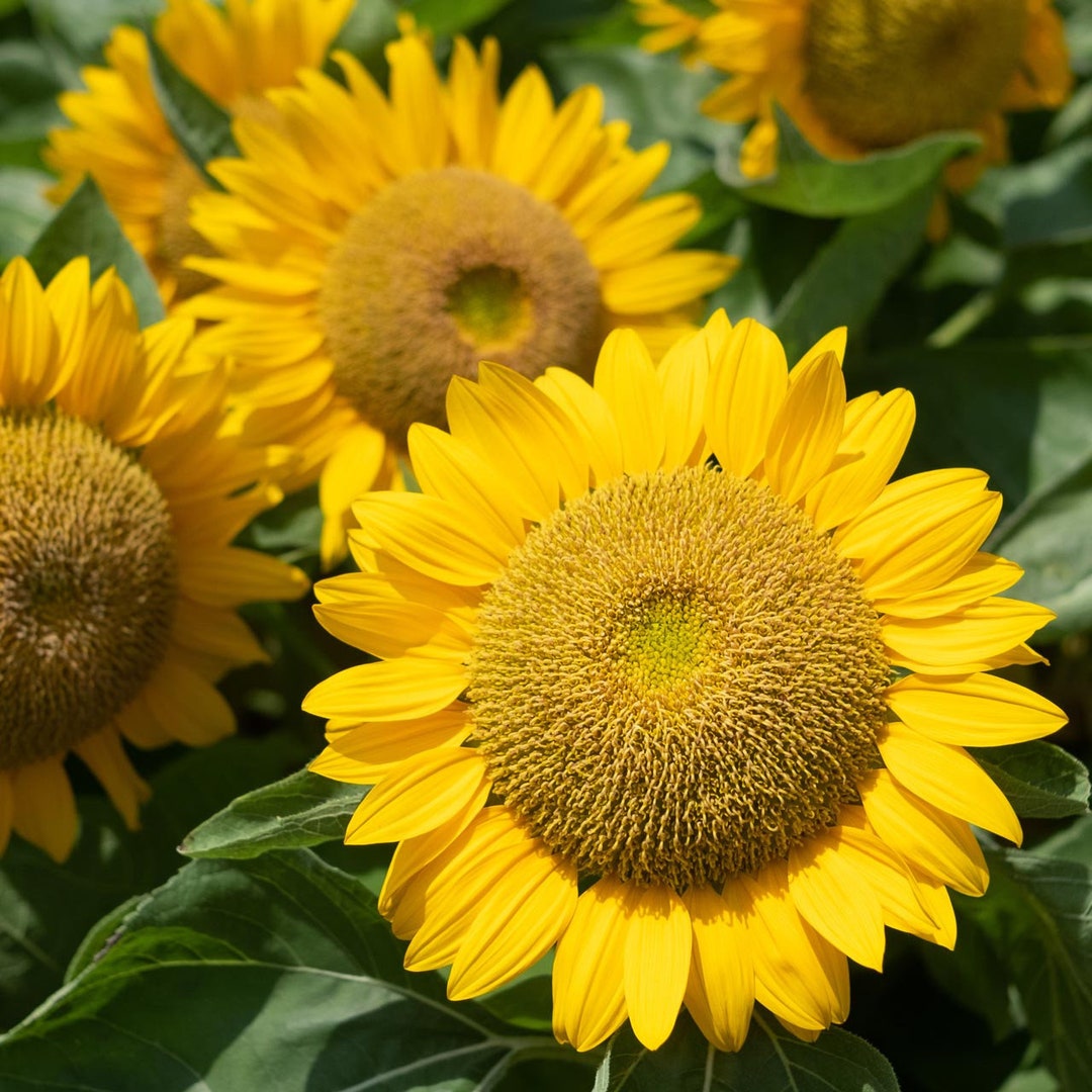 Sunflower Dwarf Sunspot Seeds 50+ Yellow Flower ANNUAL USA - Etsy