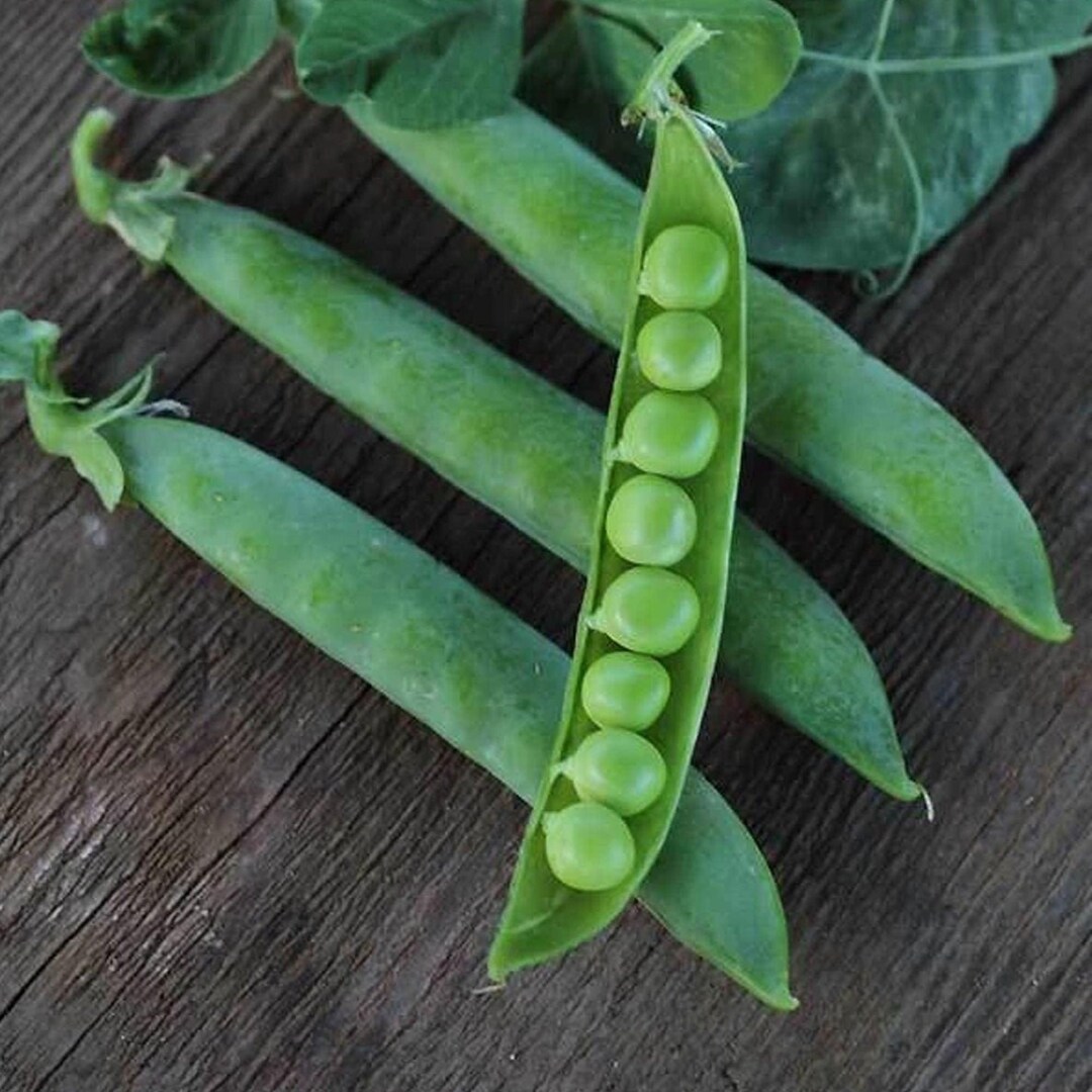 Green Arrow Pea Seeds 25 Ct Pod Peas Vegetable Garden HEIRLOOM NON-GMO ...