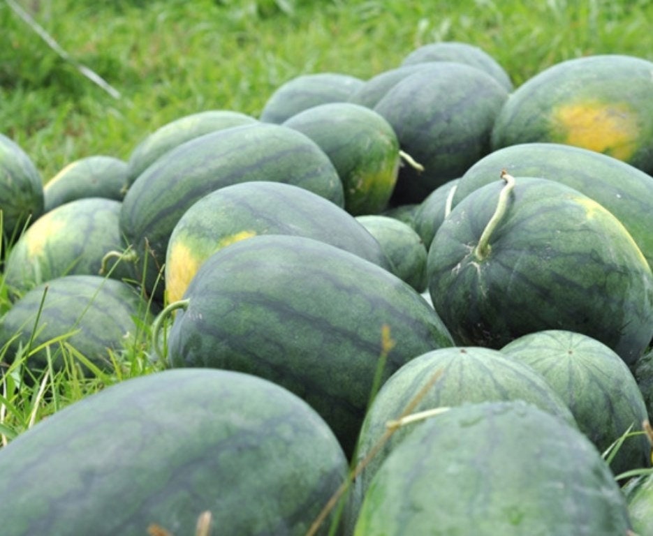 Florida Giant Watermelon Seeds 15 Ct Fruit Melon Heirloom NON-GMO - Etsy