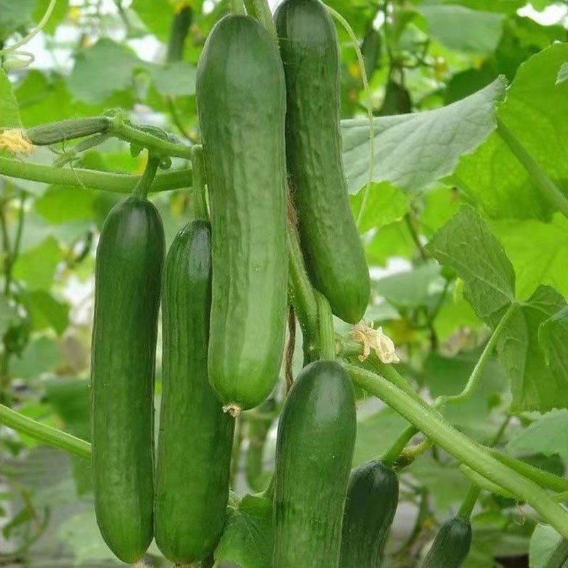 Party Time Cucumber Seeds - Etsy