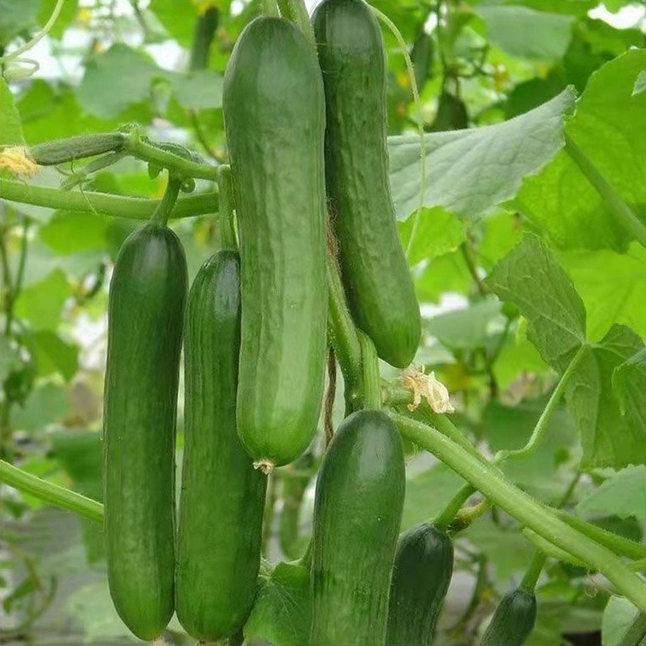 Marketer Cucumber Seeds 50+ Vegetable Garden Heirloom NON-GMO USA - Etsy