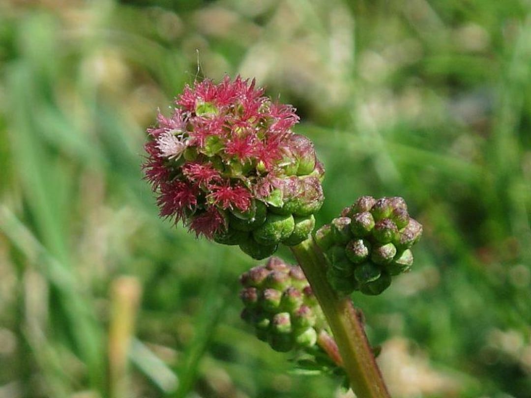 Salad Burnet Seeds 50+ SMALL Sanguisorba Minor Herb Flower Forage USA ...