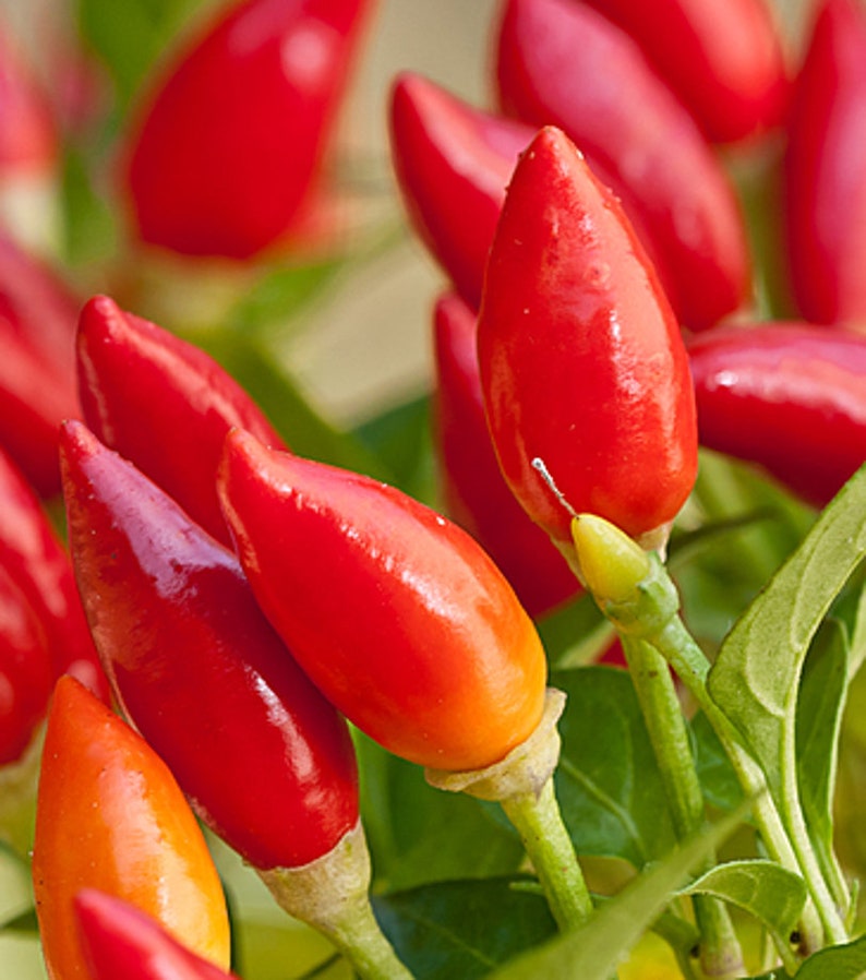 Pequin Tepin Chili Pepper Seeds 50+ Hot Piquin Bird Pepper Spicy NON ...