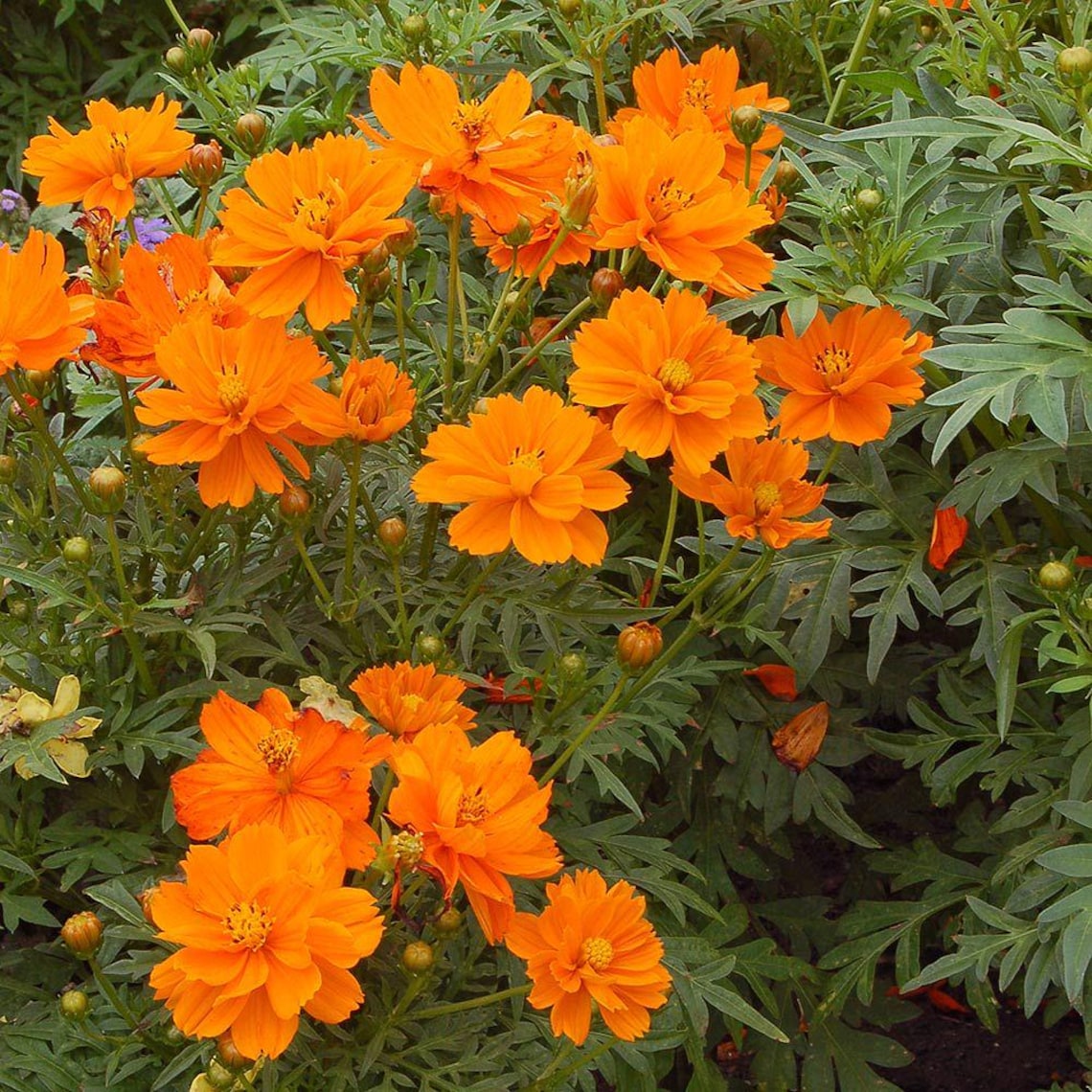 Cosmos Seeds Tall Orange Sulphur 100 Ct Flower Garden ANNUAL USA - Etsy