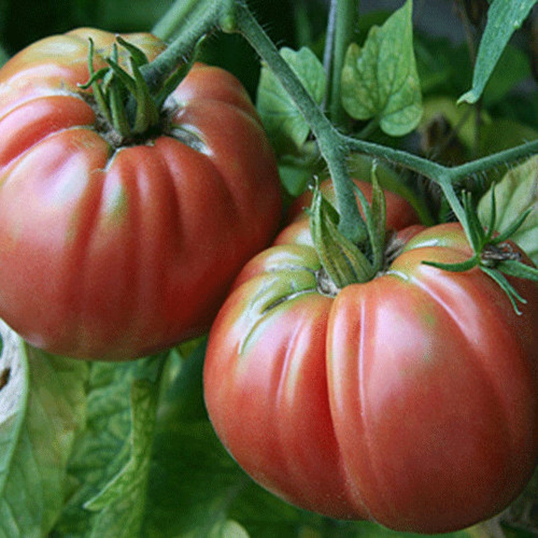 Giant Belgium Pink Tomato Seeds 50 Ct Vegetable HEIRLOOM NON-GMO - Etsy