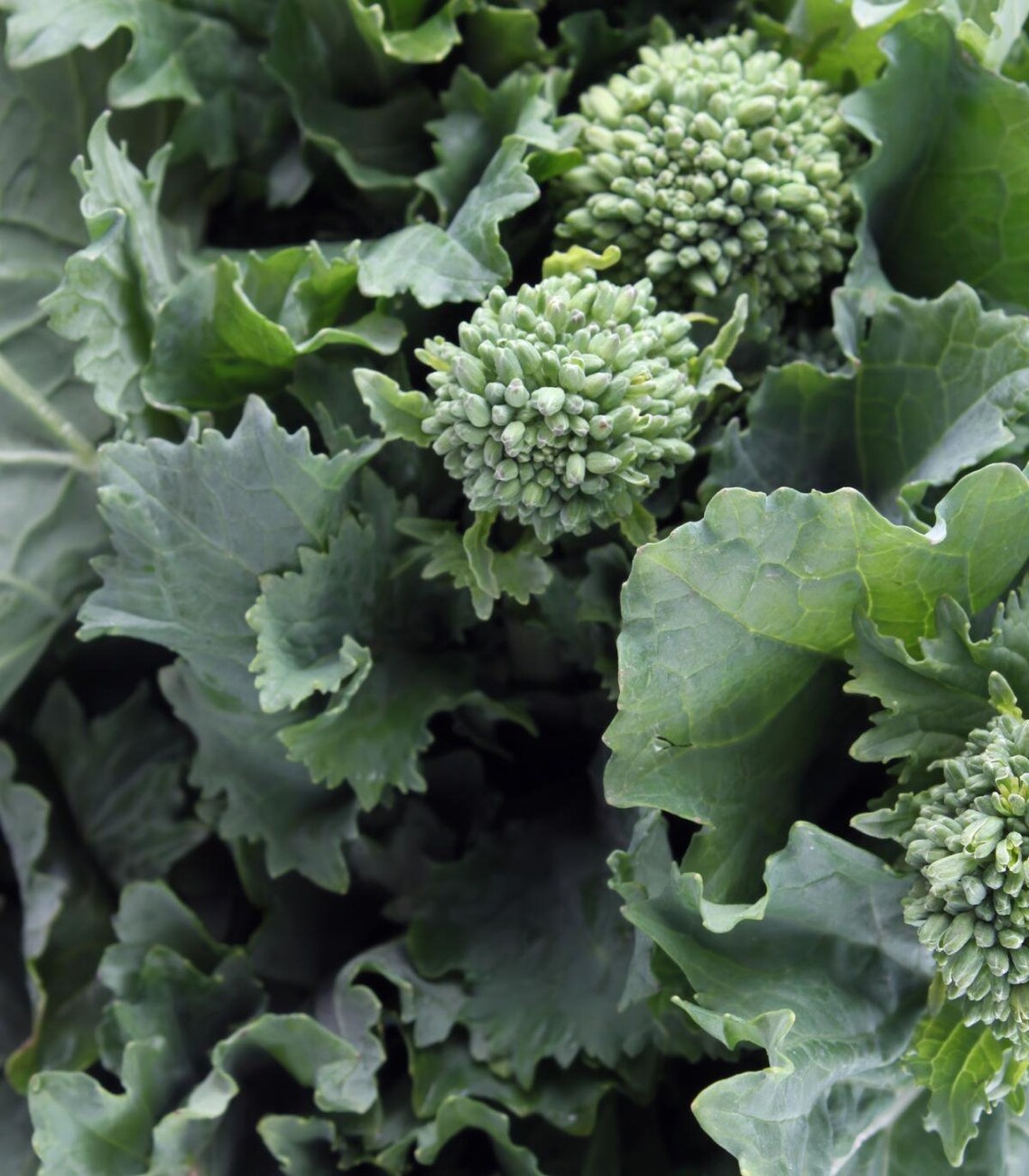 Broccoli Raab Seeds 300+ Spring Rapini Vegetable NON-GMO HEIRLOOM - Etsy