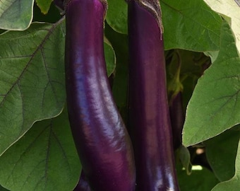 NC Heirloom Eggplant Seeds - Long Chinese Nasubi Purple Shine - Non GMO ...