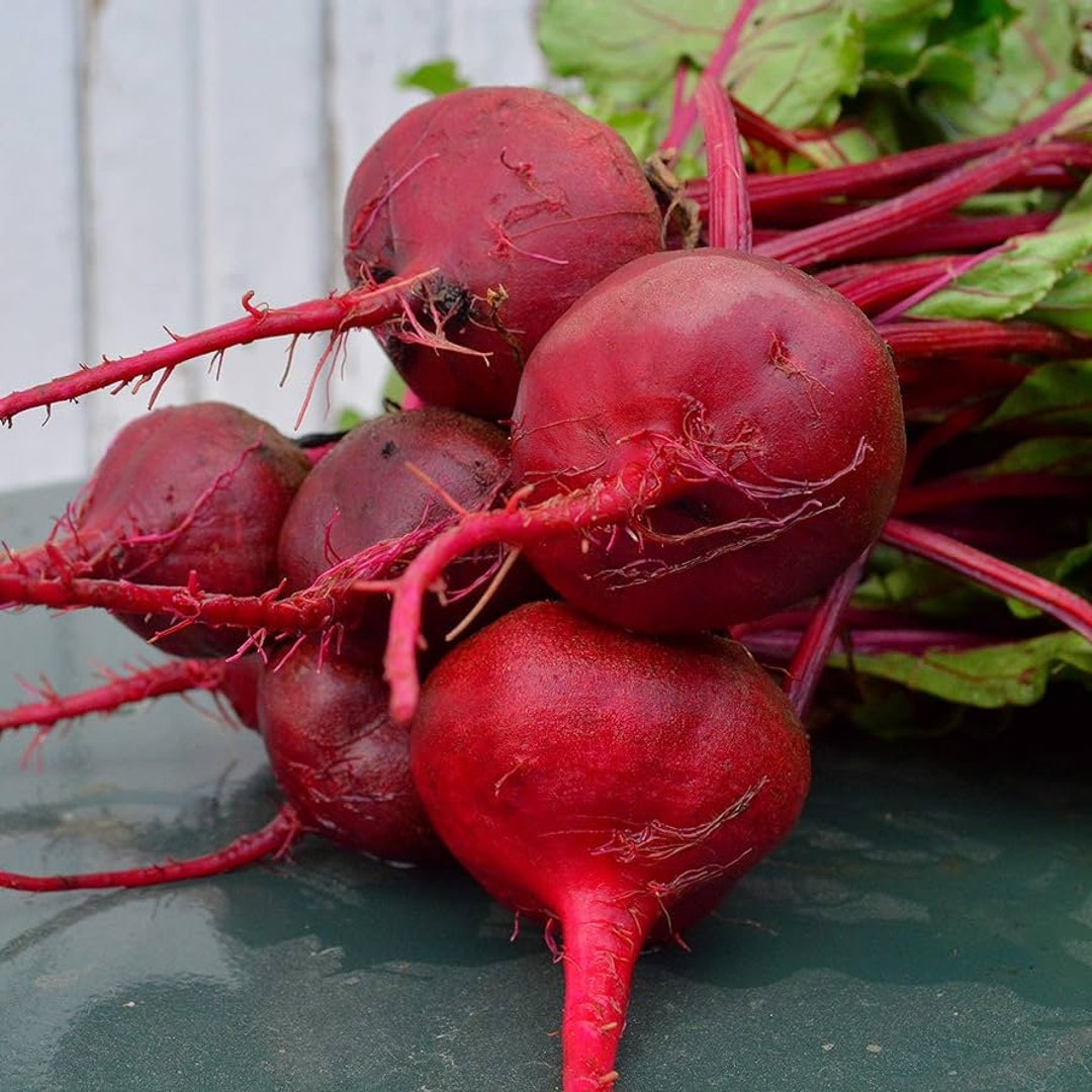 Crosby's Egyptian Beet Seeds 100 Ct Vegetable Garden NON-GMO USA - Etsy