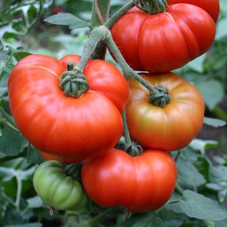 Marmande Tomato Seeds 50 Ct Vegetable Italian Heirloom NON-GMO USA - Etsy