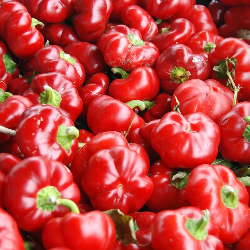 Pimento Pepper Plant - Etsy