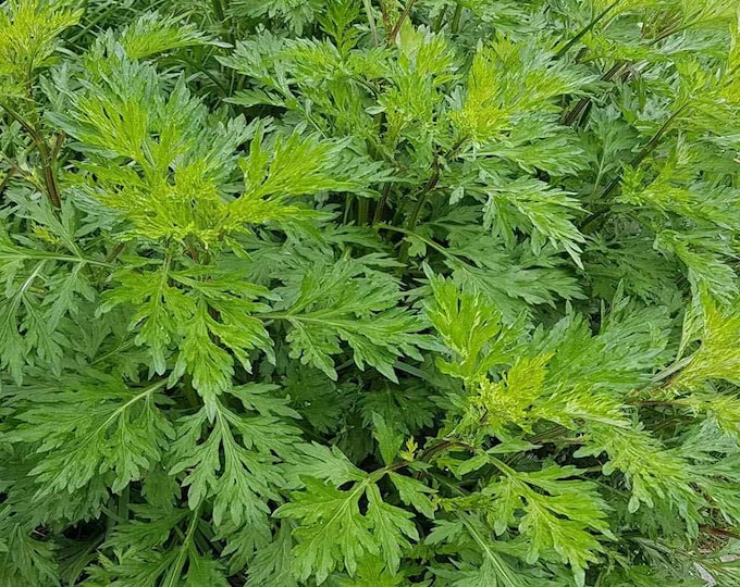 Mugwort Seeds 500+ Artemisia Vulgaris Medicinal Herb HEIRLOOM USA - Etsy