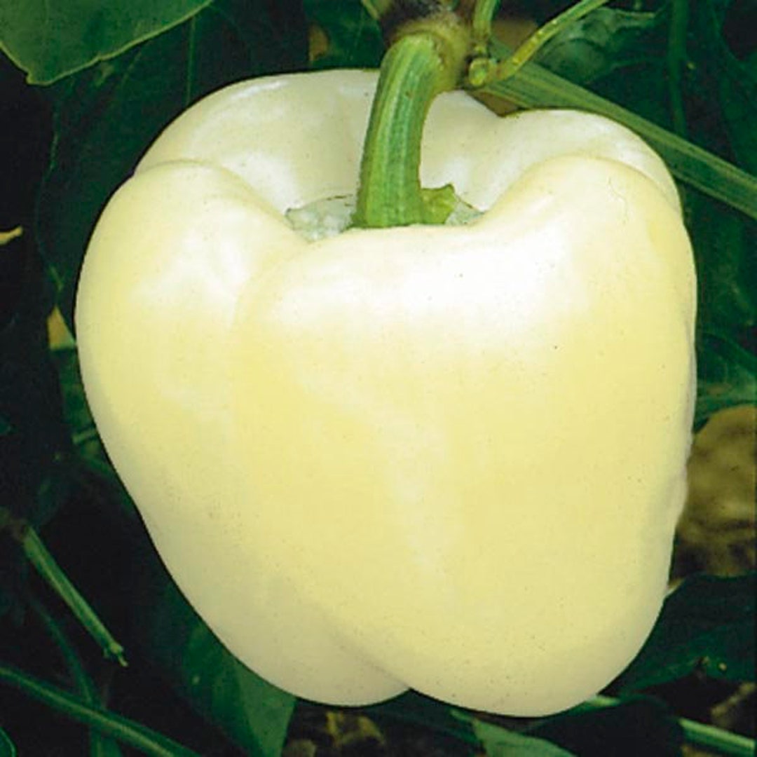 White Bell Sweet Pepper Seeds 20+ Capsicum Annuum Vegetable NON-GMO USA ...