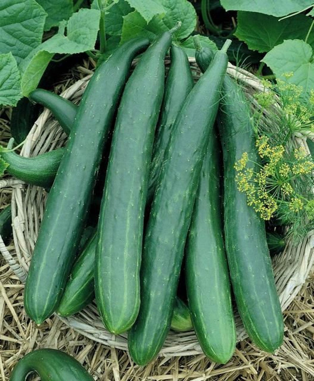 Long Green Improved Cucumber Seeds 50+ Vegetable Garden NON-GMO USA - Etsy