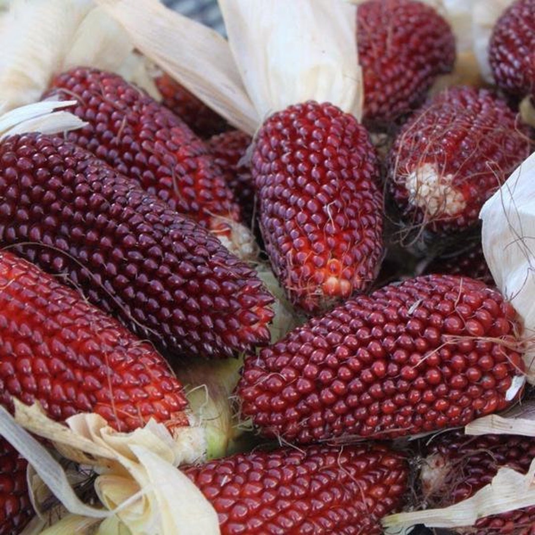 Strawberry Popcorn Corn Seeds 30 Ct Vegetable NON-GMO Vegetable - Etsy