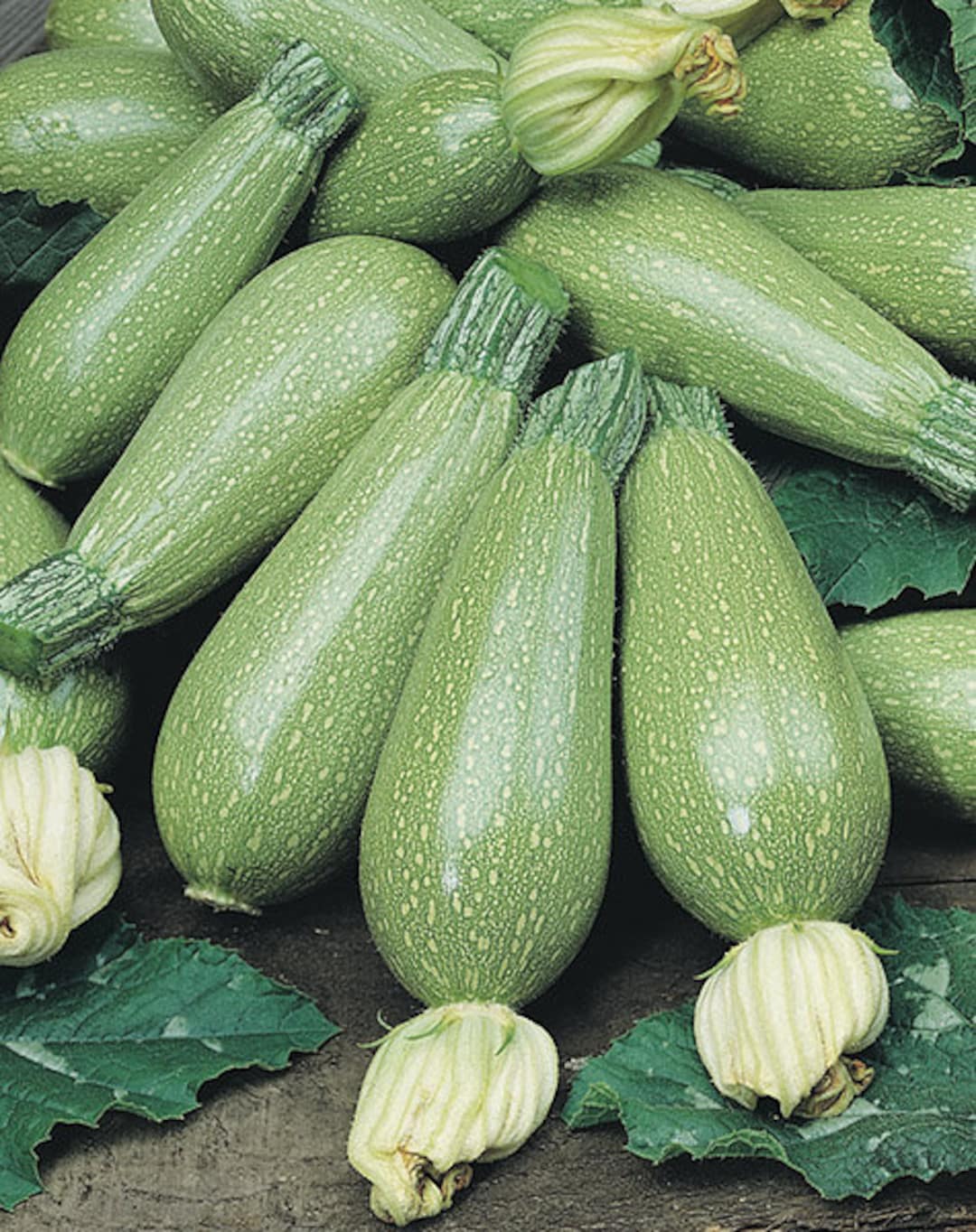 Grey Zucchini Summer Squash Seeds 15 Ct Gray Squash Vegetable USA - Etsy