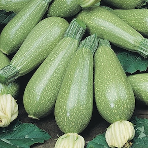 Grey Zucchini Summer Squash Seeds 15 Ct Gray Squash Vegetable USA - Etsy