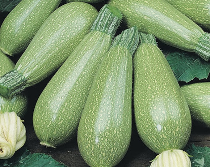 Grey Zucchini Summer Squash Seeds 15 Ct Gray Squash Vegetable USA - Etsy