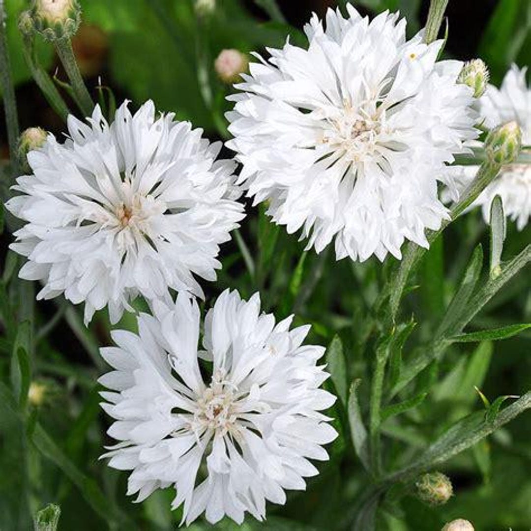 Tall White Bachelor Button Cornflower Seeds 200+ Flower USA - Etsy