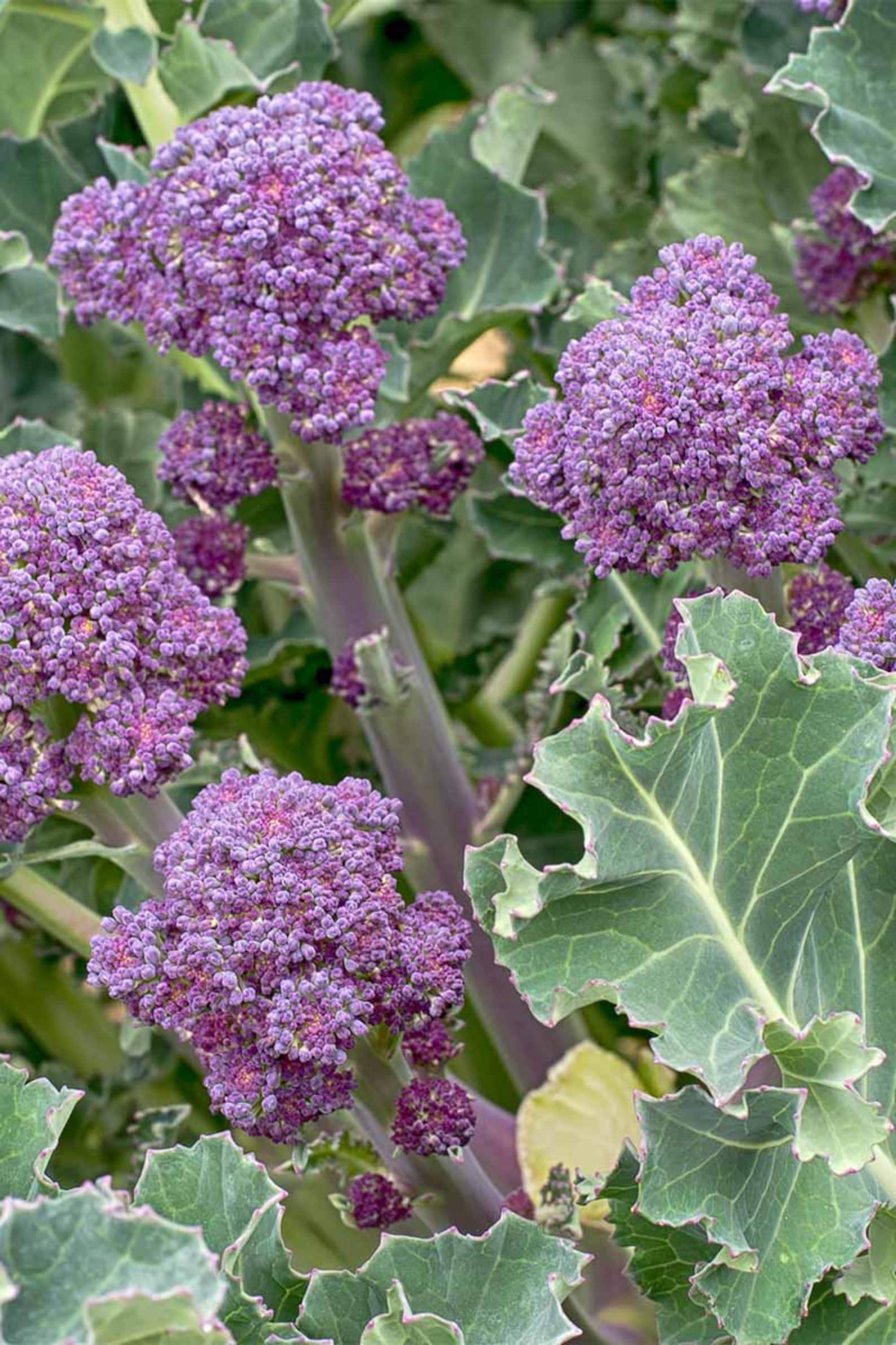 Broccoli Early Purple Sprouting Seeds 500+ Vegetable Garden Heirloom ...