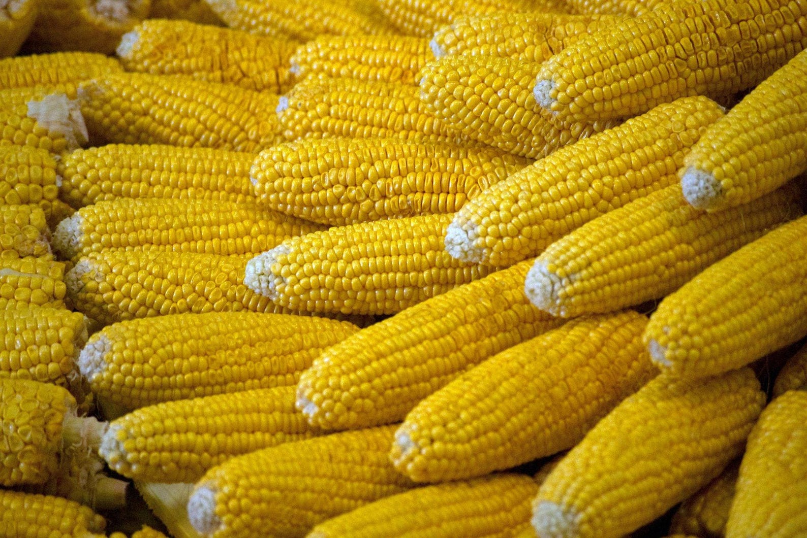 Iochief Yellow Corn Seeds 25 Sweet Vegetable Garden NON-GMO Heirloom ...