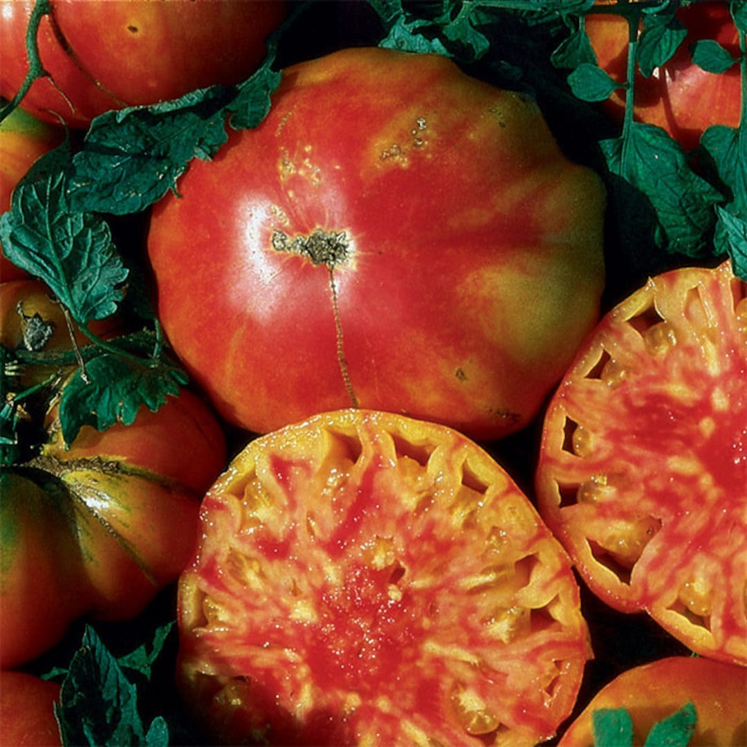 Hillbilly Heirloom Tomato Seeds 50 Ct Vegetable INDETERMINATE NON-GMO ...