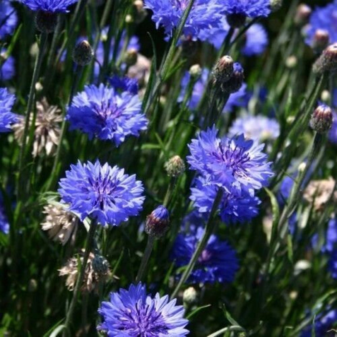 Tall Blue Cornflower Bachelor Button Seeds 200+ Flower Centaurea Cyanus ...