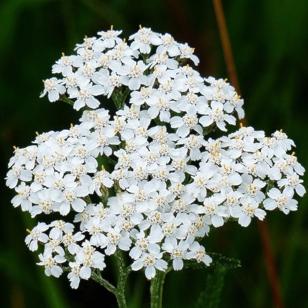 Yarrow White Achillea Seeds 1000+ Flower Herb Medicinal PERRENIAL - Etsy