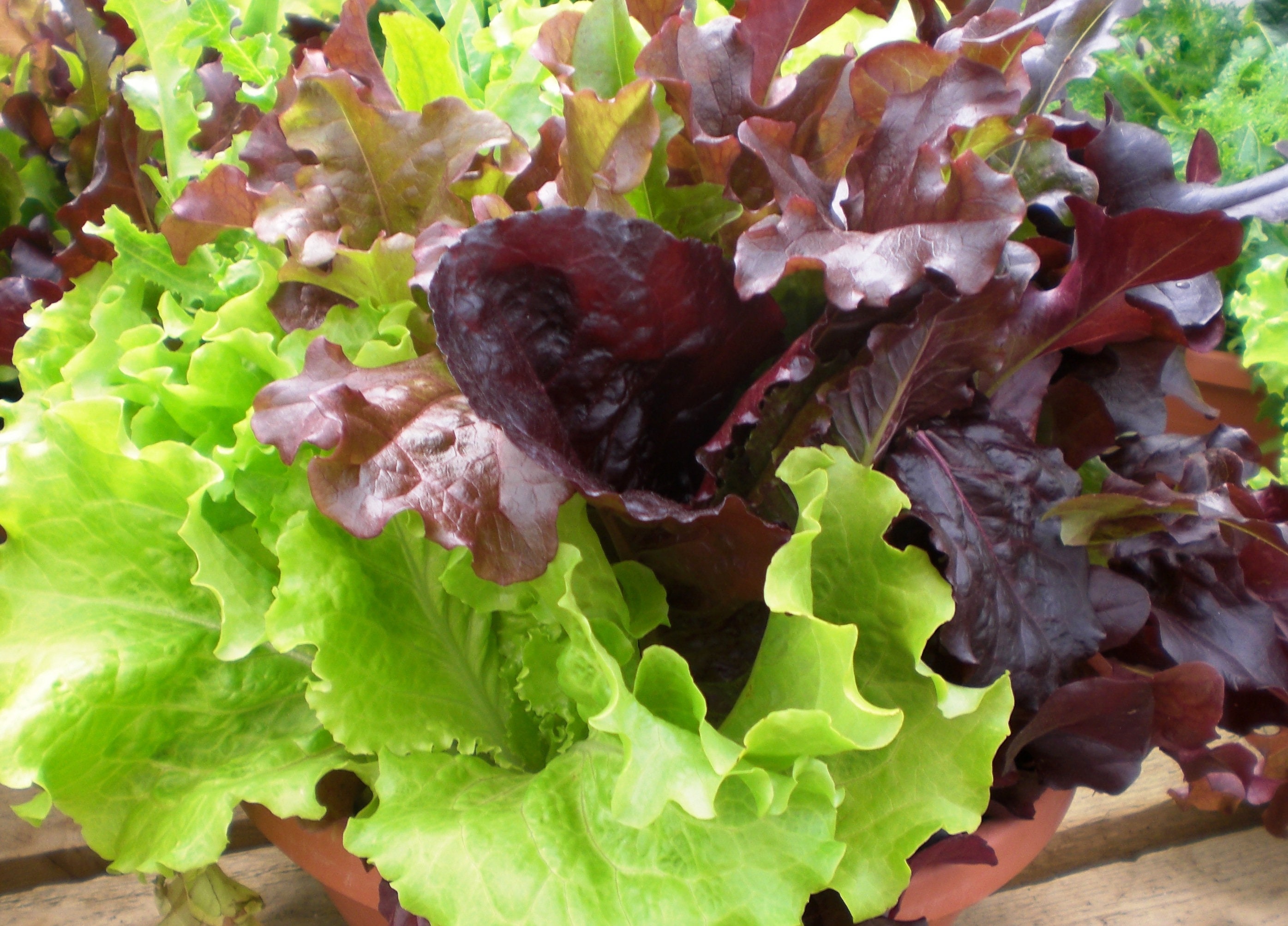 Gourmet Salad Blend Lettuce Seeds 500+ Vegetable Garden NON-GMO USA - Etsy