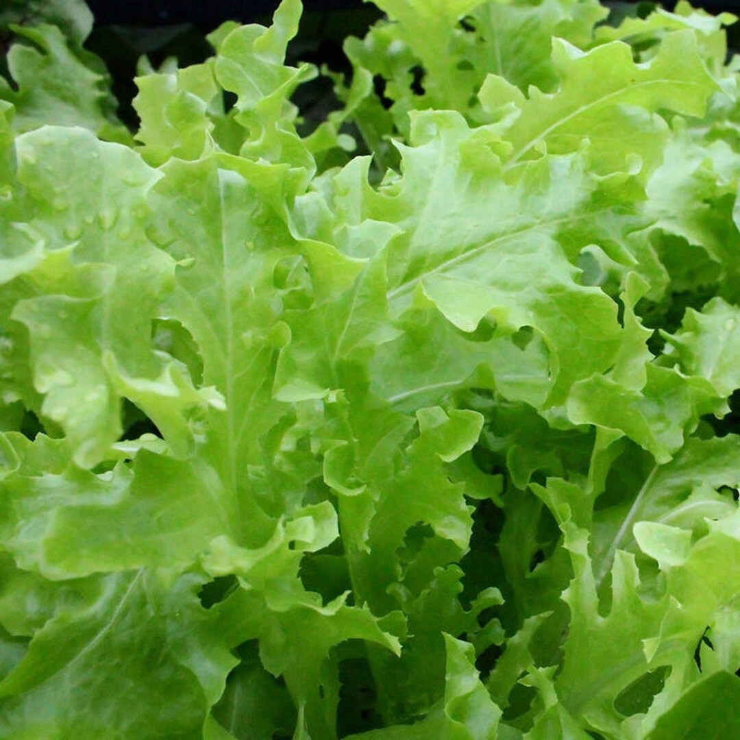 Tango Leaf Lettuce Seeds 600+ Vegetable Garden Heirloom NON-GMO - Etsy