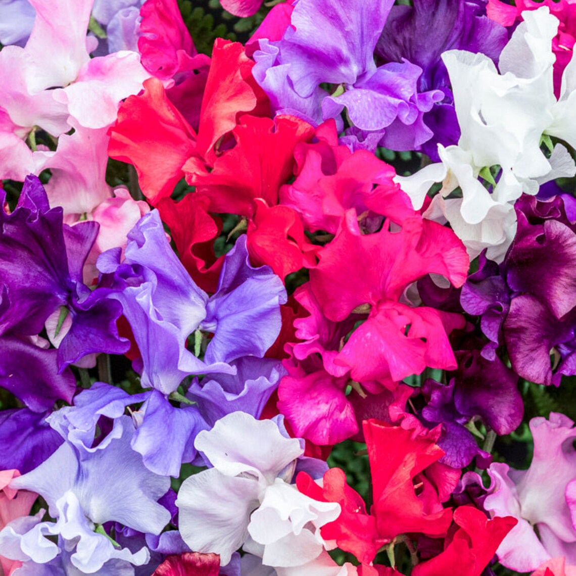 Sweet Pea Royal Mix 25 Ct Flower Annual Aroma MIXED COLORS - Etsy