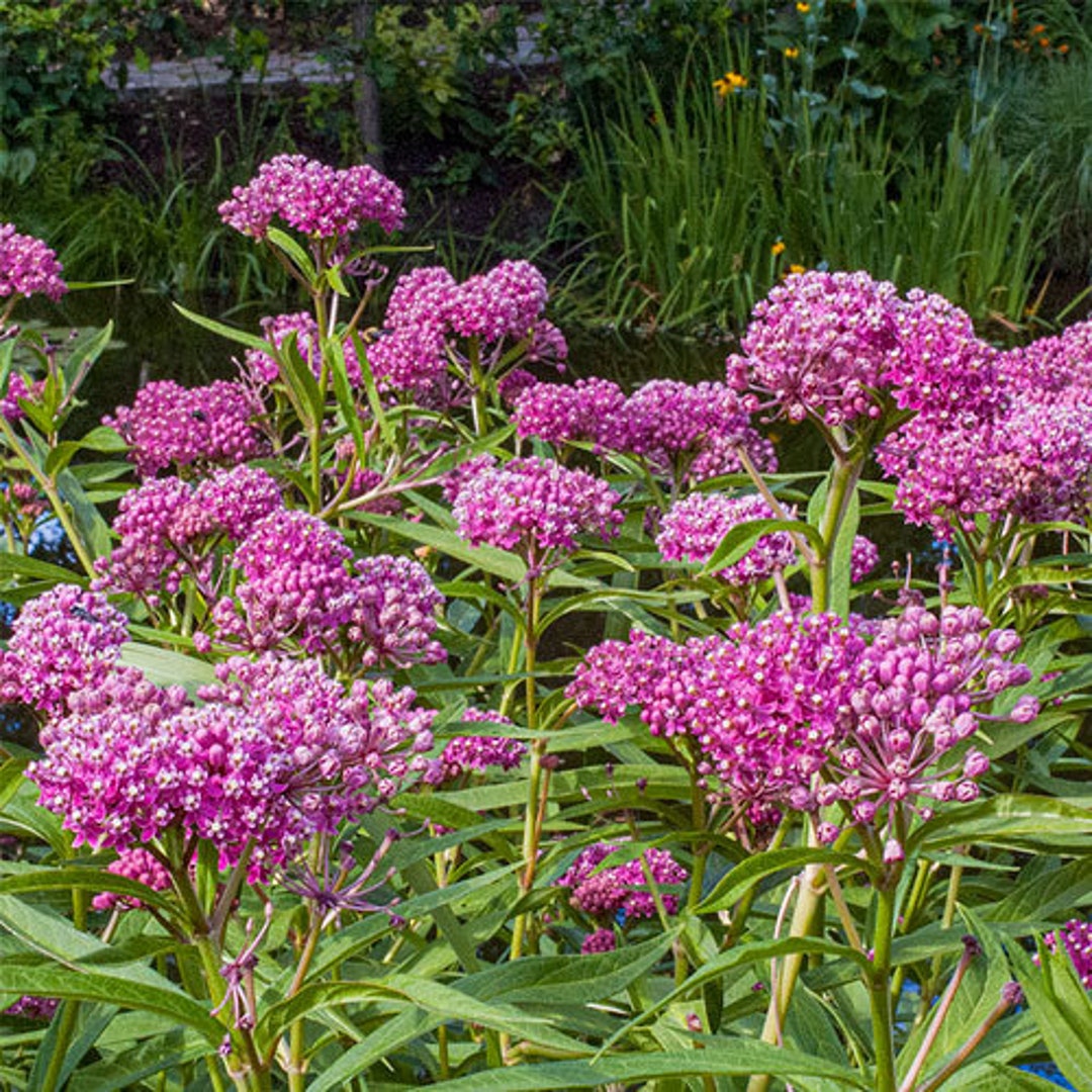 Swamp Milkweed Seeds 30+ Asclepias Incarnata PERENNIAL USA - Etsy